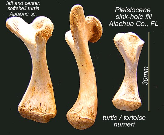 NC Cretaceous Bone Identification - Fossil ID - The Fossil Forum