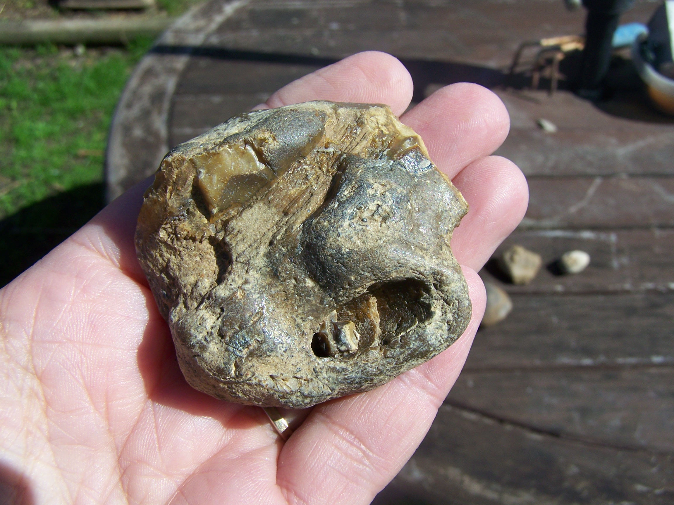 pupa's impression and possible cast? - Fossil ID - The Fossil Forum