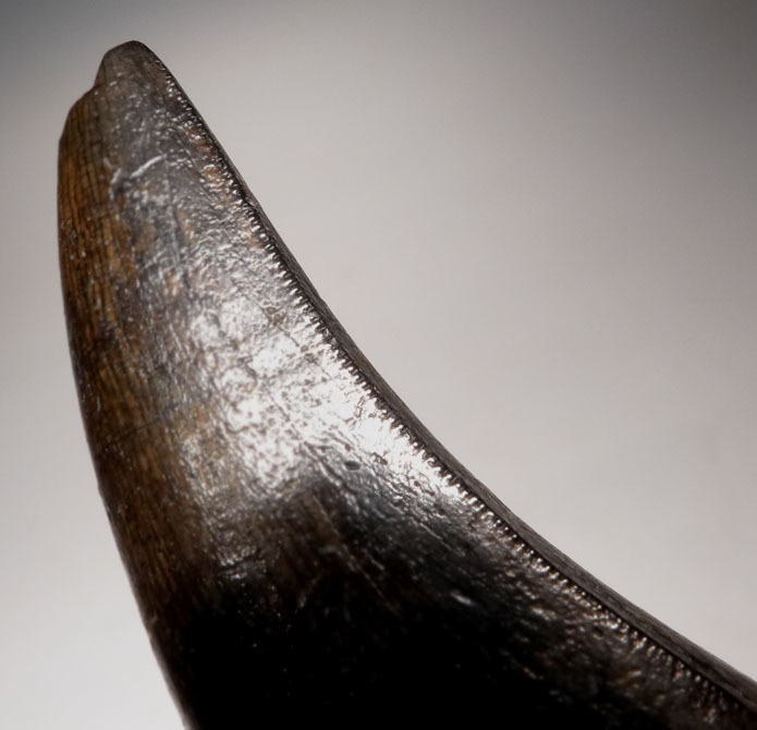 Rarity of this afrovenator tooth? - Is It Real? How to Recognize Fossil ...