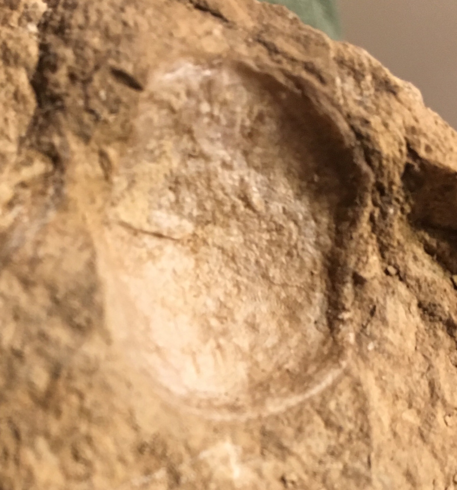 Crab carapace? - Fossil ID - The Fossil Forum