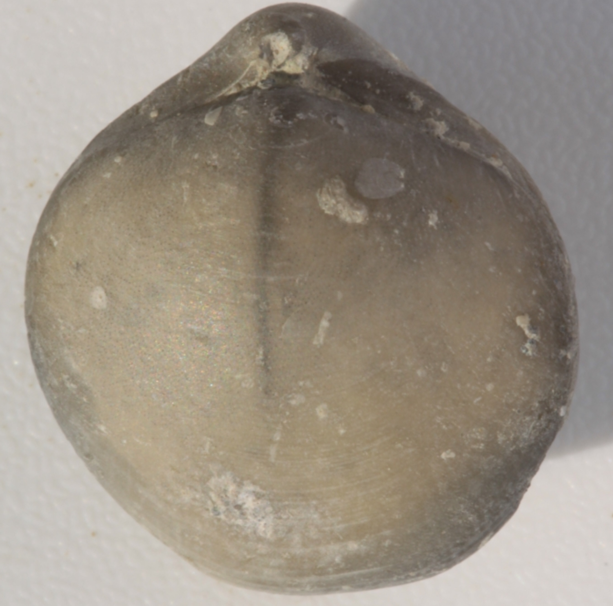 Crab carapace? - Fossil ID - The Fossil Forum
