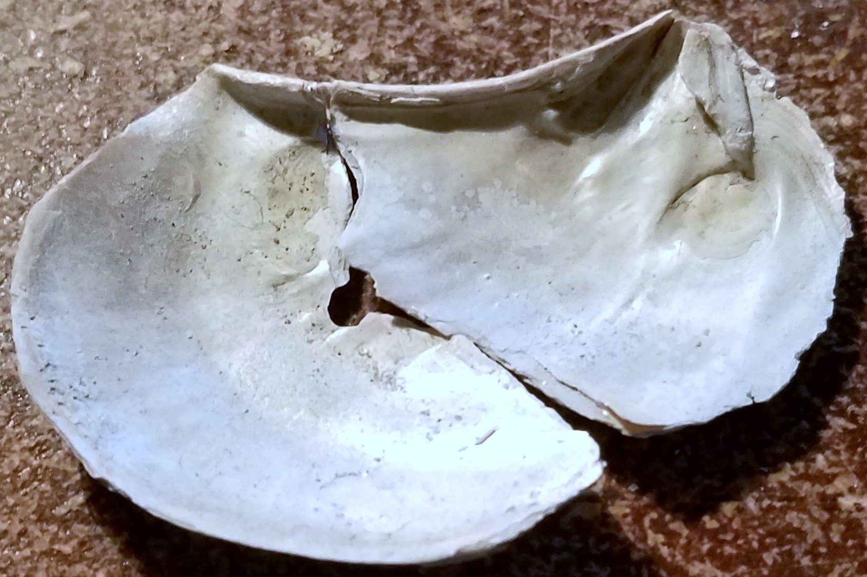 Pandora crassidens - Bivalves - The Fossil Forum