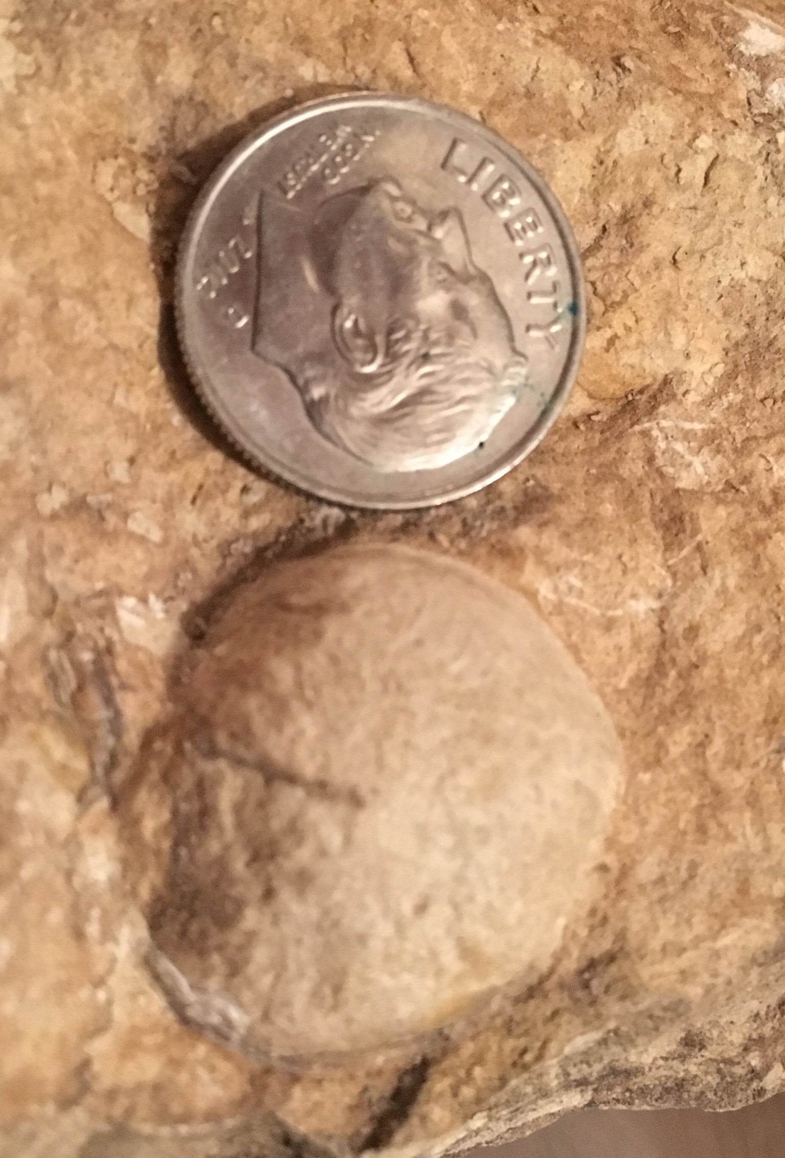 Crab carapace? - Fossil ID - The Fossil Forum