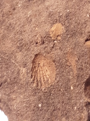 tiny shell ID? - Fossil ID - The Fossil Forum