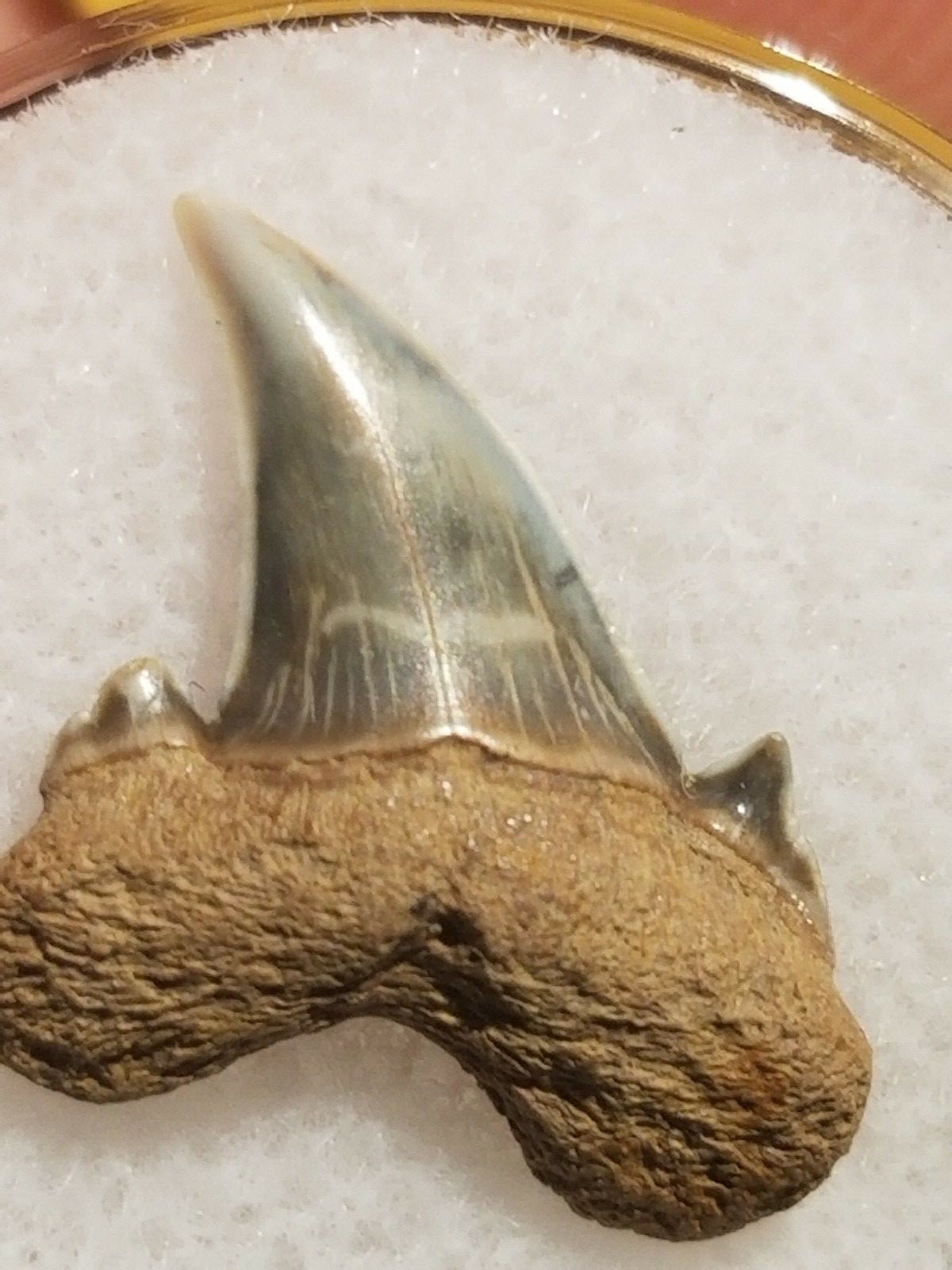 Cretaceous Shark Tooth from Kansas... Archeolamna perhaps ?? - Fossil ...