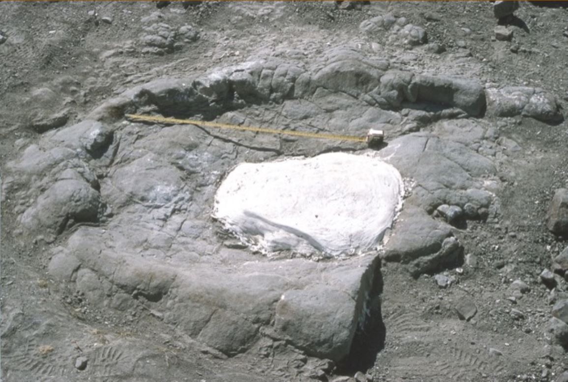 Advanced Dinosaur Egg Guide - Fossil ID - The Fossil Forum