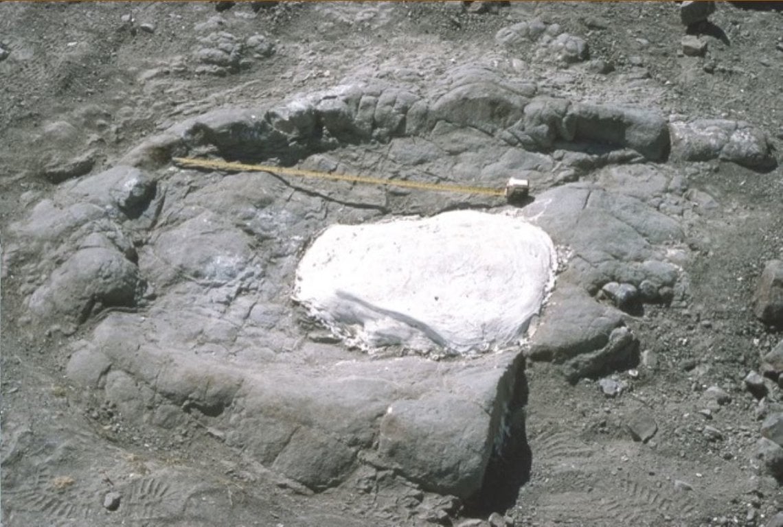 Advanced Dinosaur Egg Guide - Fossil ID - The Fossil Forum