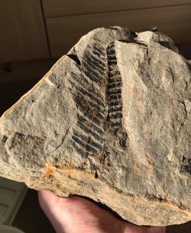 Plant Fossil - Fossil Preparation - The Fossil Forum