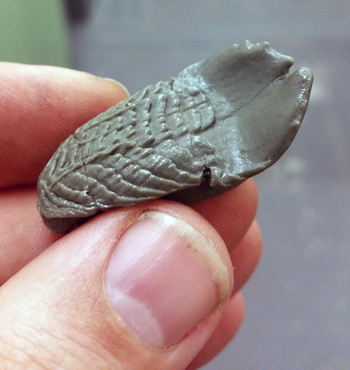Plate of armor? - Fossil ID - The Fossil Forum