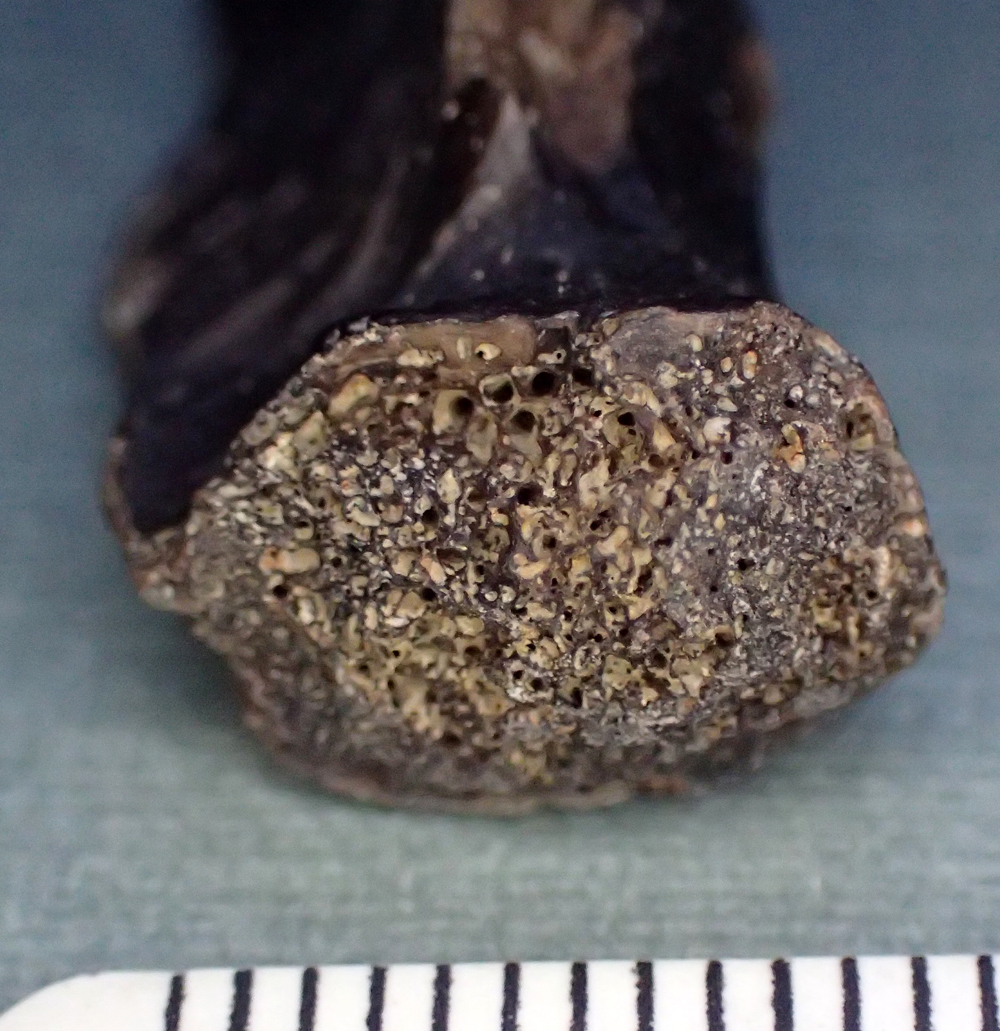 Unknown bone from Bouldnor on the Isle of Wight - Fossil ID - The ...
