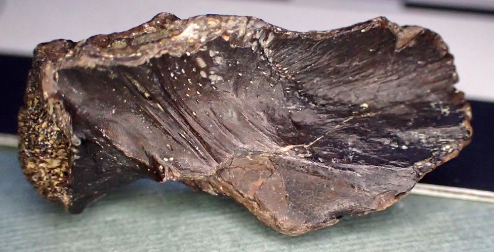 Unknown bone from Bouldnor on the Isle of Wight - Fossil ID - The ...