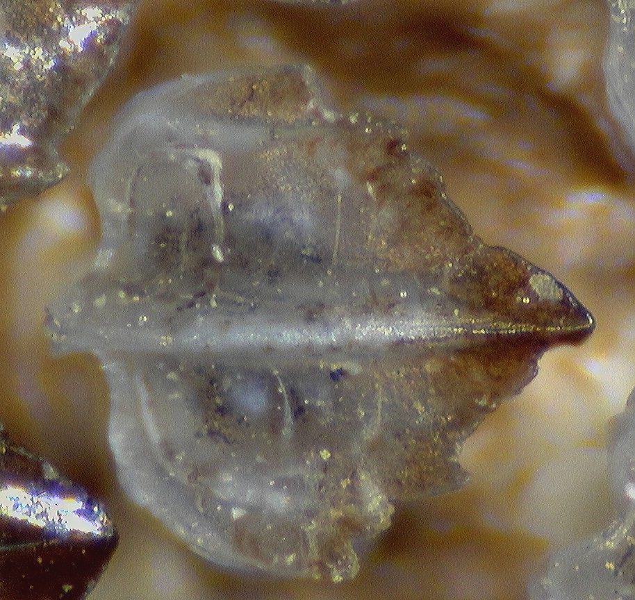 Shark skin with placoid scales/Ray skin with dermal denticles - General ...