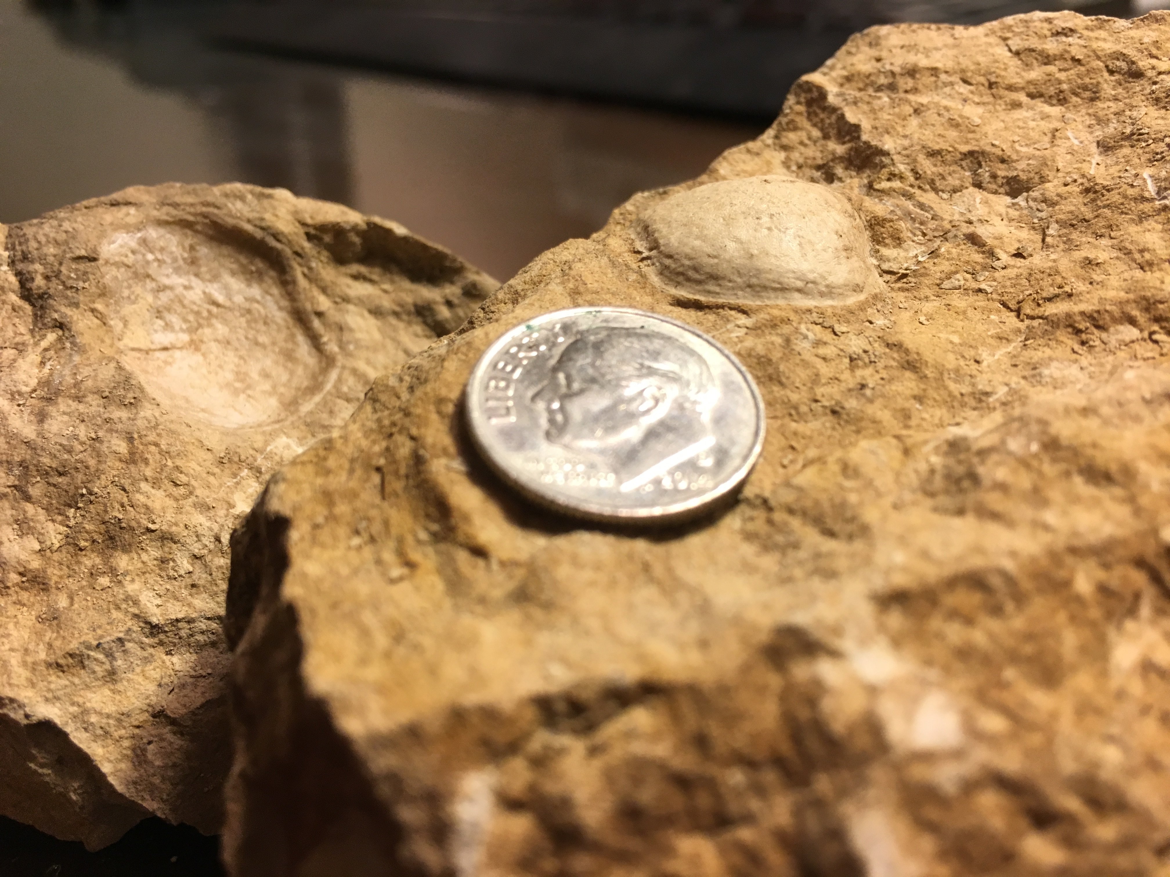 Crab carapace? - Fossil ID - The Fossil Forum