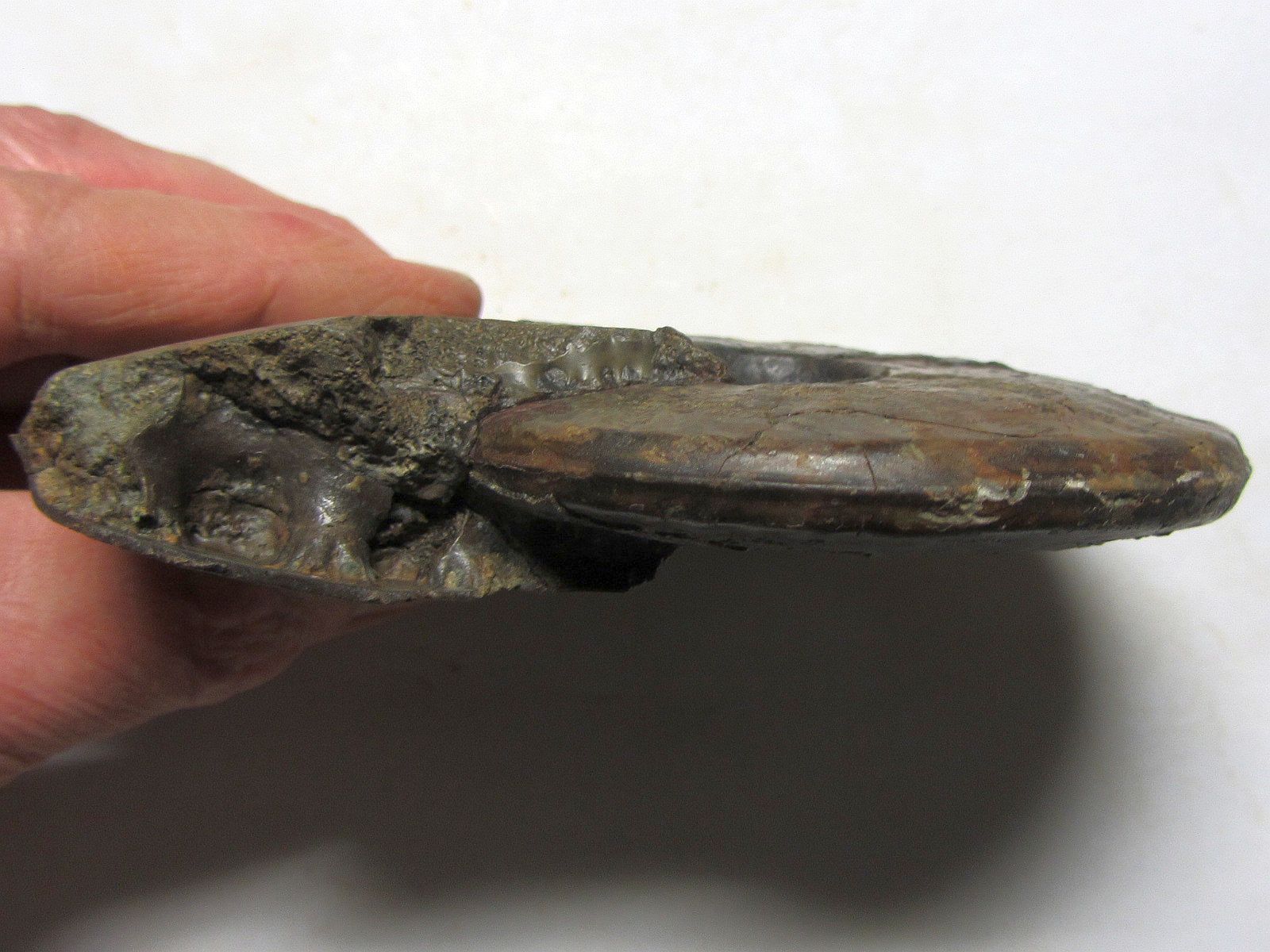 Graphoceras (Graphoceras) concavum (Sowerby 1815) - Member Collections ...