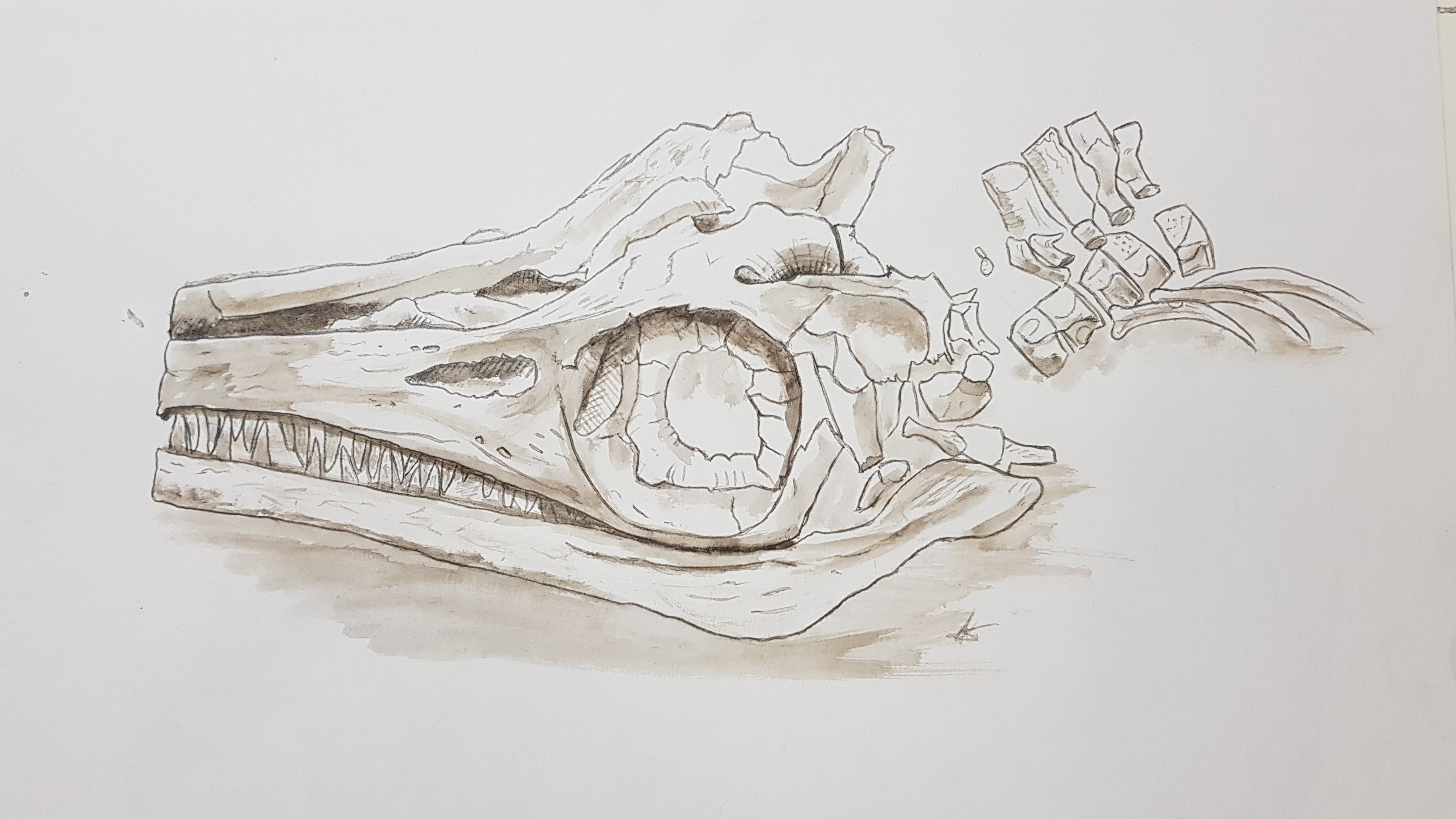Allosaurus, Ammonites, Ichtyosaur... - Paleo Re-creations - The Fossil ...