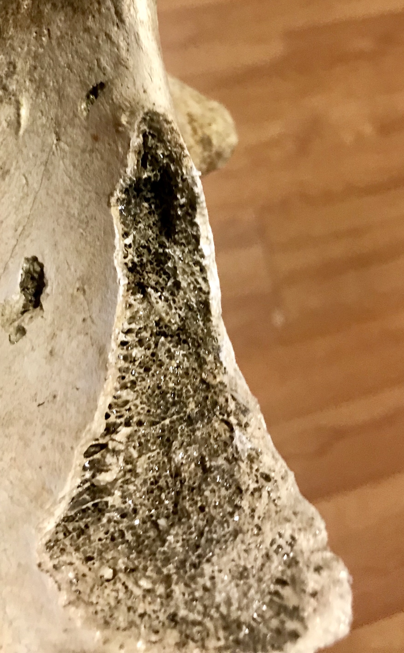 What concentration of Butvar 76 should I use? - Page 2 - Fossil ...