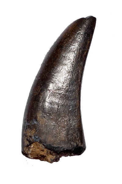 Rarity of this afrovenator tooth? - Is It Real? How to Recognize Fossil ...