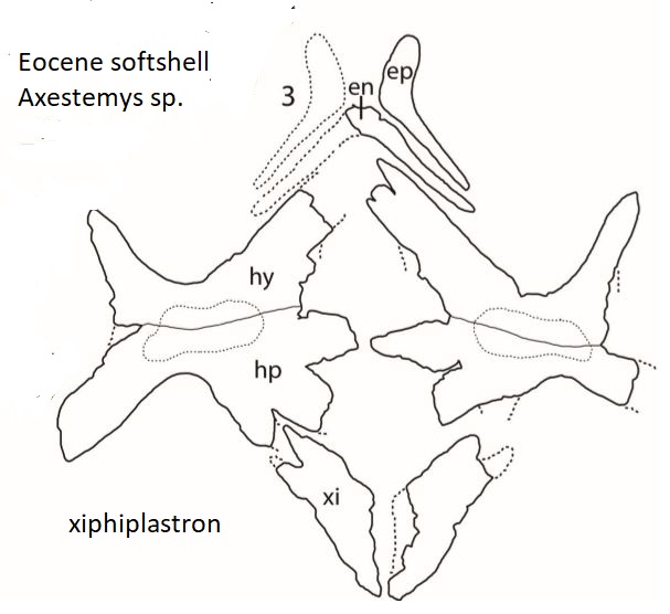 Need help with this one... - Fossil ID - The Fossil Forum