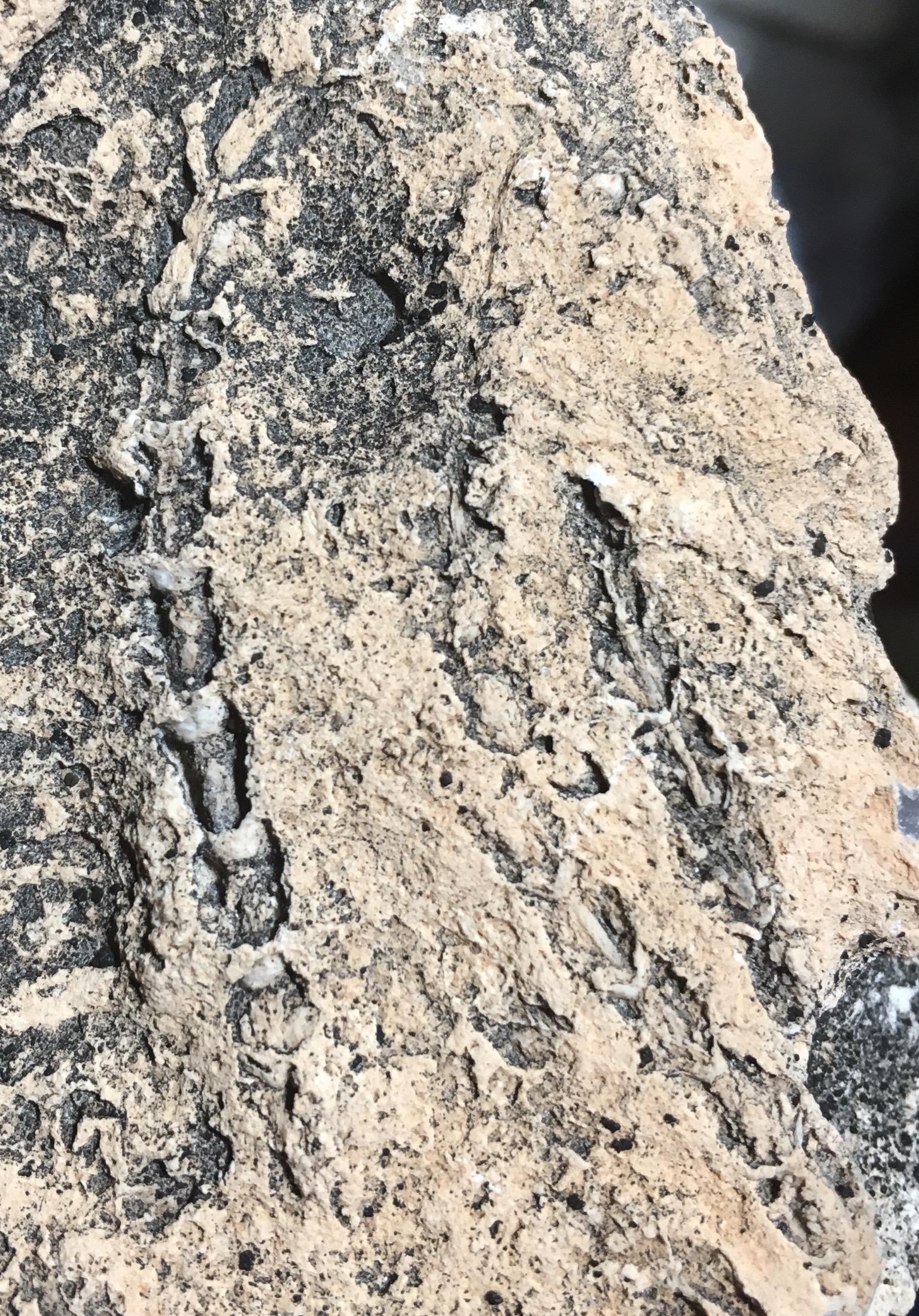 Miocene Plants in Lacustrine Formation - Fossil ID - The Fossil Forum
