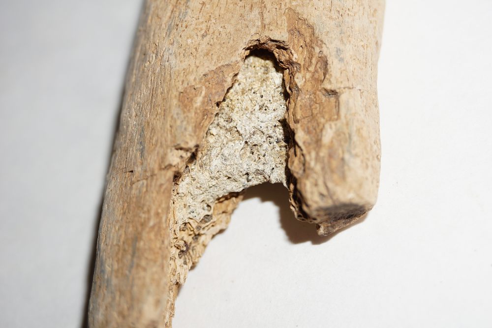 Bone with Marrow preserved ? - Fossil ID - The Fossil Forum