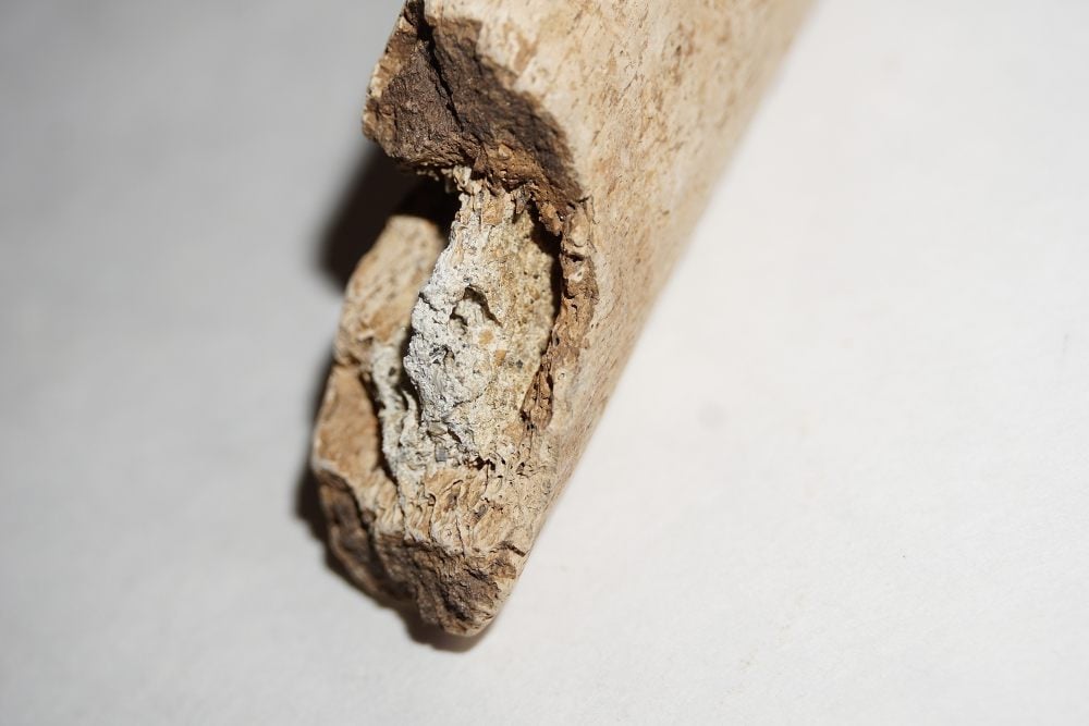 Bone with Marrow preserved ? - Fossil ID - The Fossil Forum