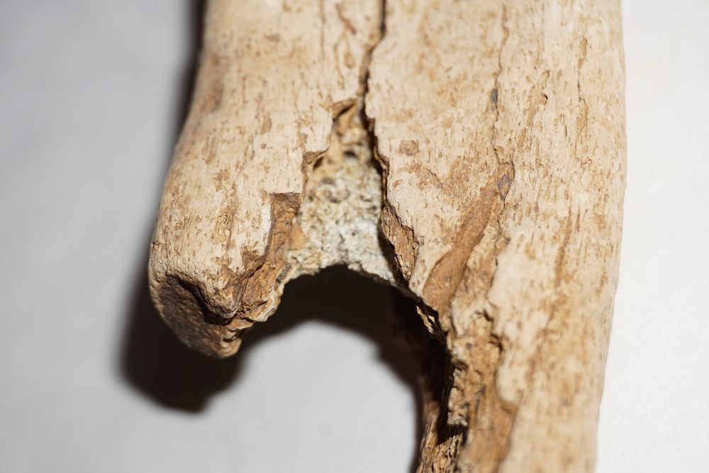 Bone with Marrow preserved ? - Fossil ID - The Fossil Forum