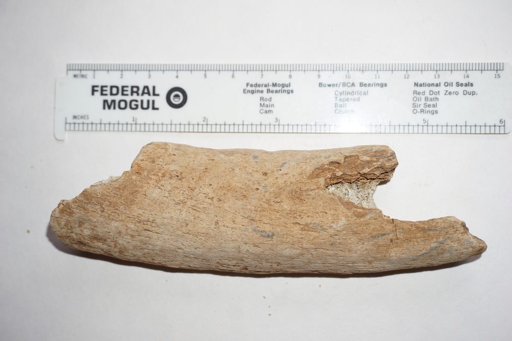 Bone with Marrow preserved ? - Fossil ID - The Fossil Forum