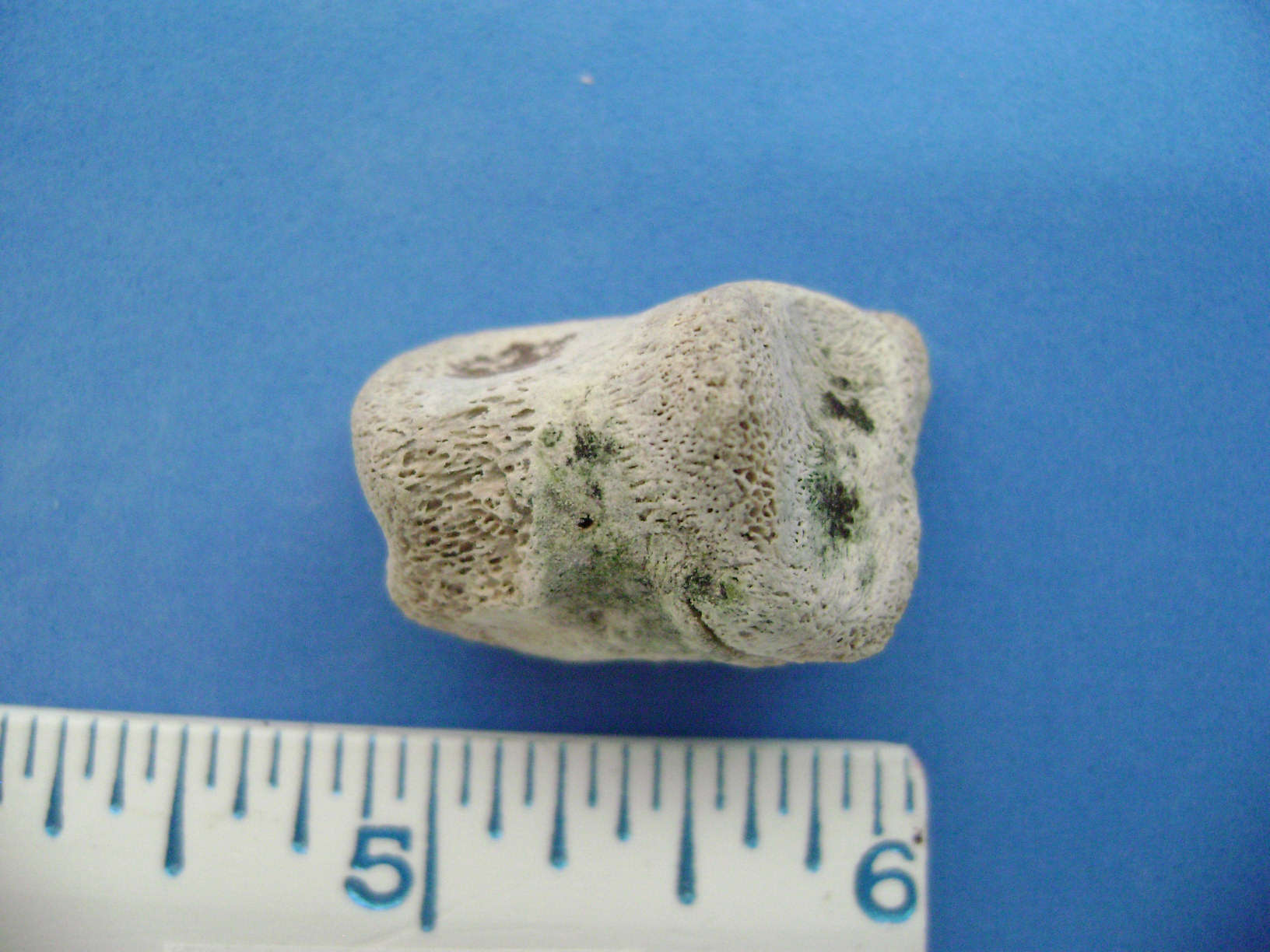 Florida Cave Bear or Bison Toe Bone? - Fossil ID - The Fossil Forum