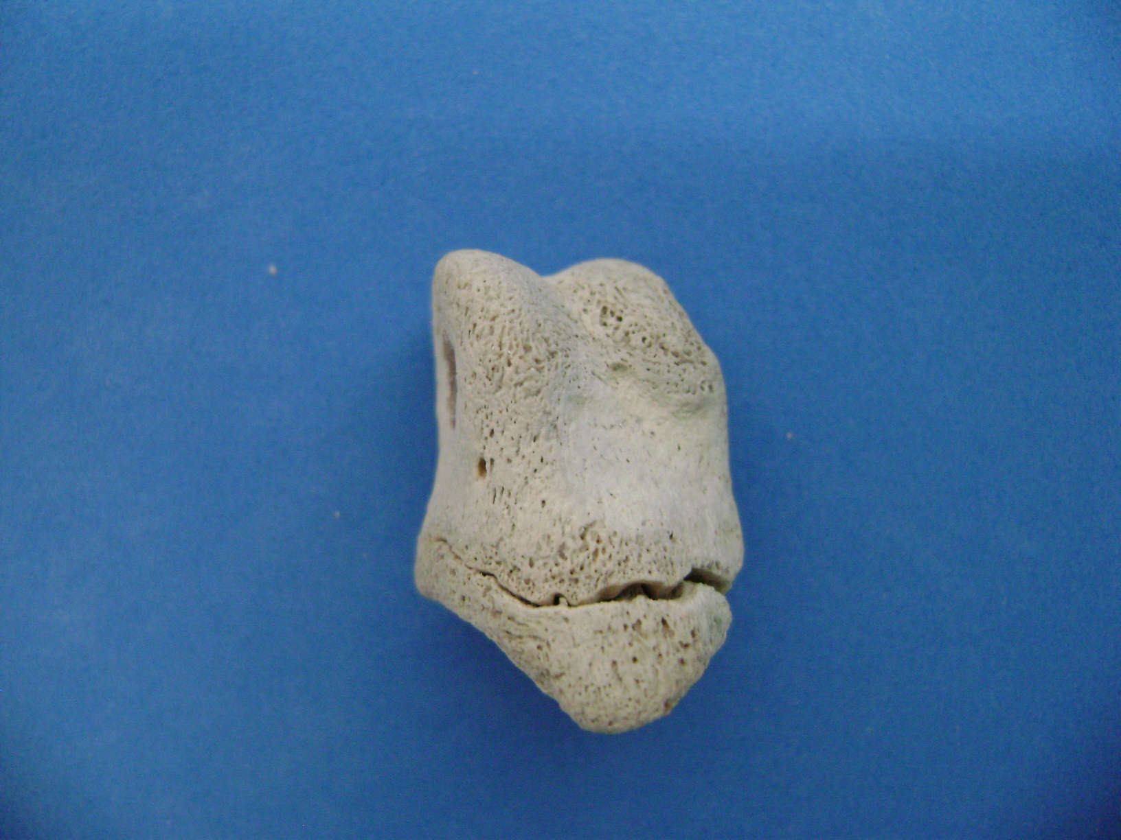 Florida Cave Bear or Bison Toe Bone? - Fossil ID - The Fossil Forum