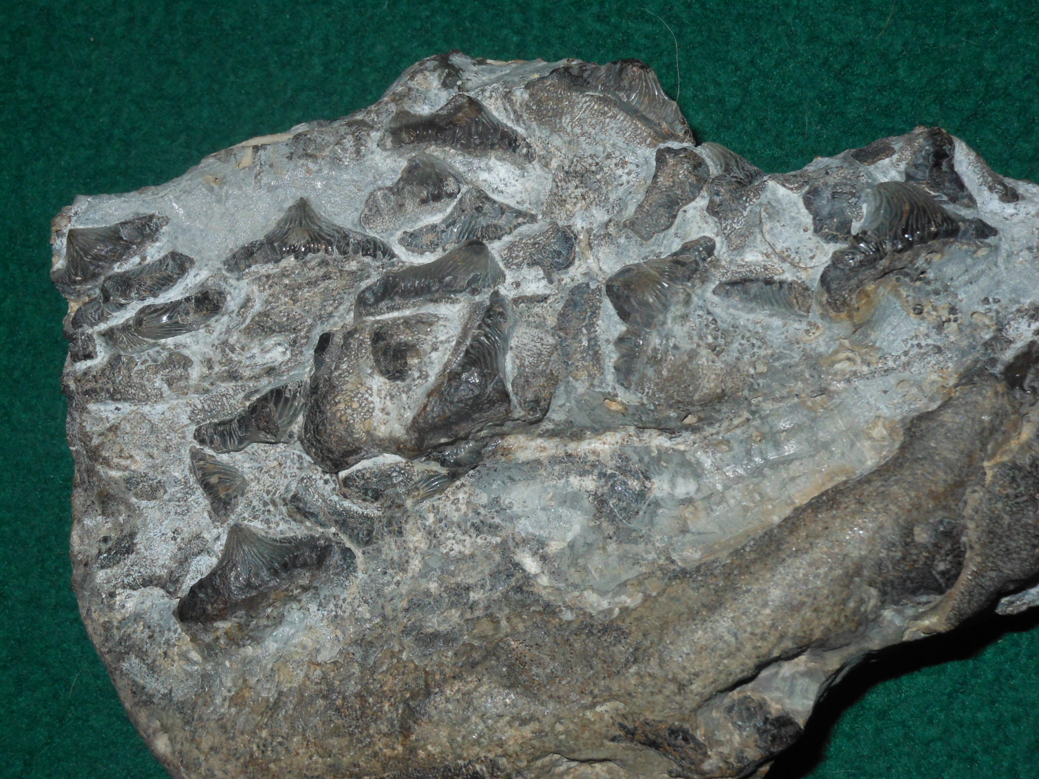 Hybodus shark head? - Is It Real? How to Recognize Fossil Fabrications ...