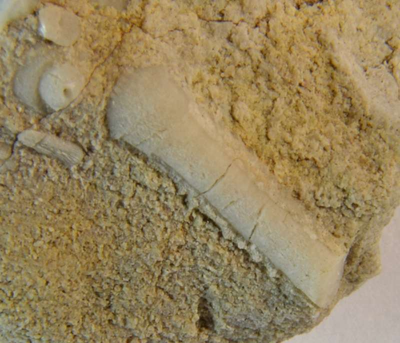 A cidaroid (and sexual) enigma - General Fossil Discussion - The Fossil ...