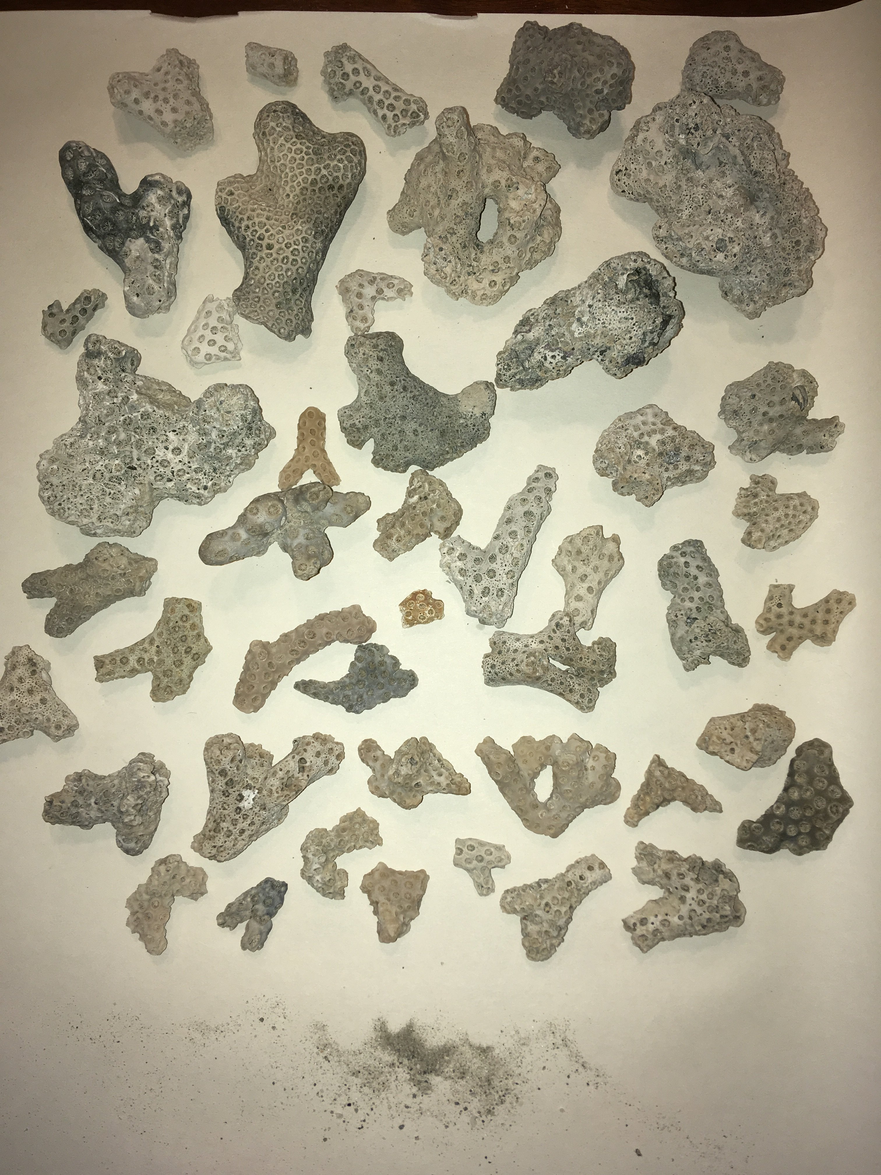 My month at Myrtle Beach - Fossil Hunting Trips - The Fossil Forum