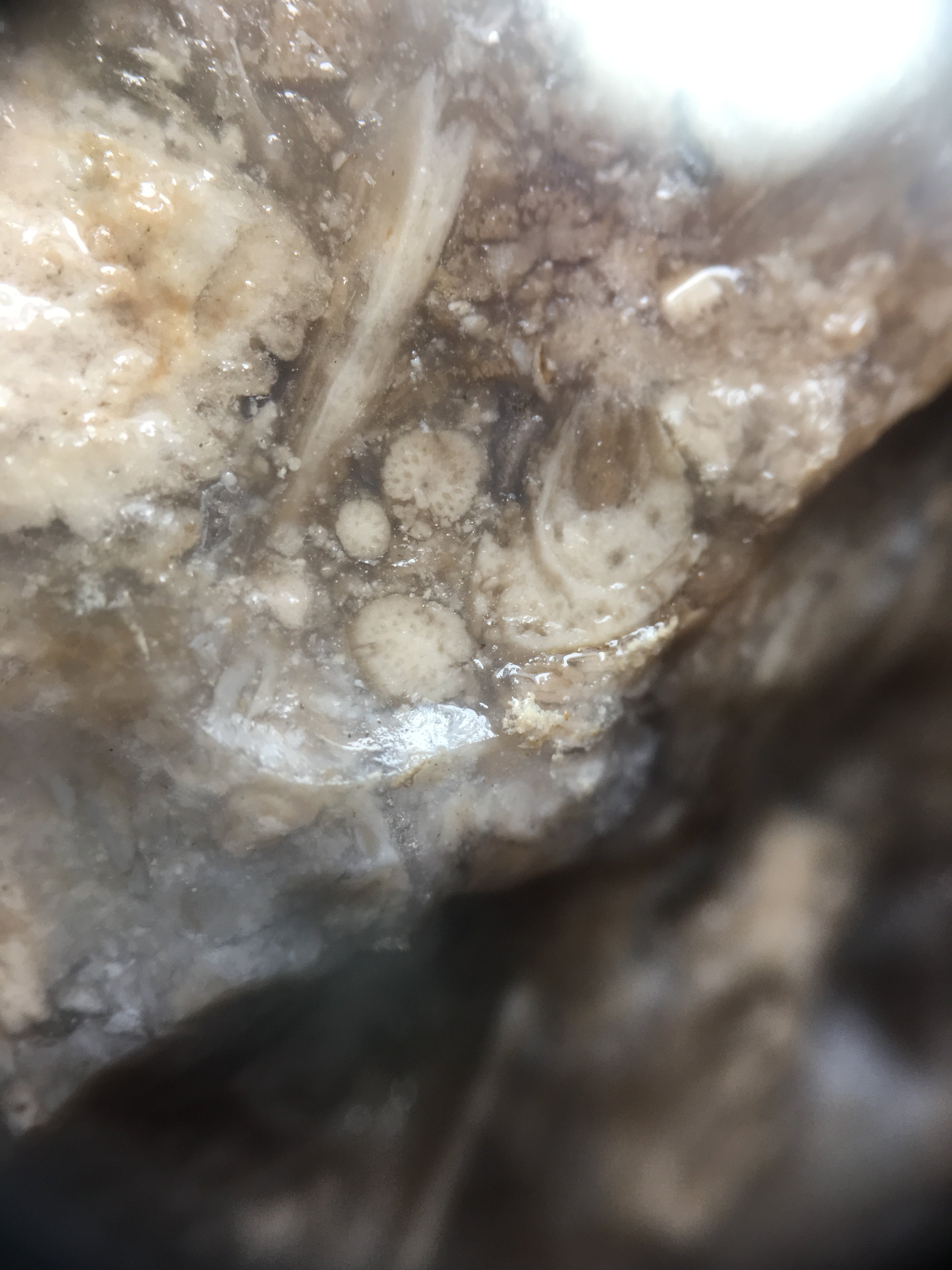 Miocene Plants in Lacustrine Formation - Fossil ID - The Fossil Forum