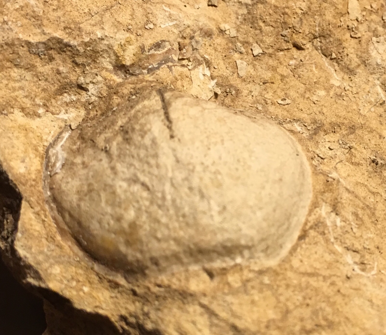 Crab carapace? - Fossil ID - The Fossil Forum