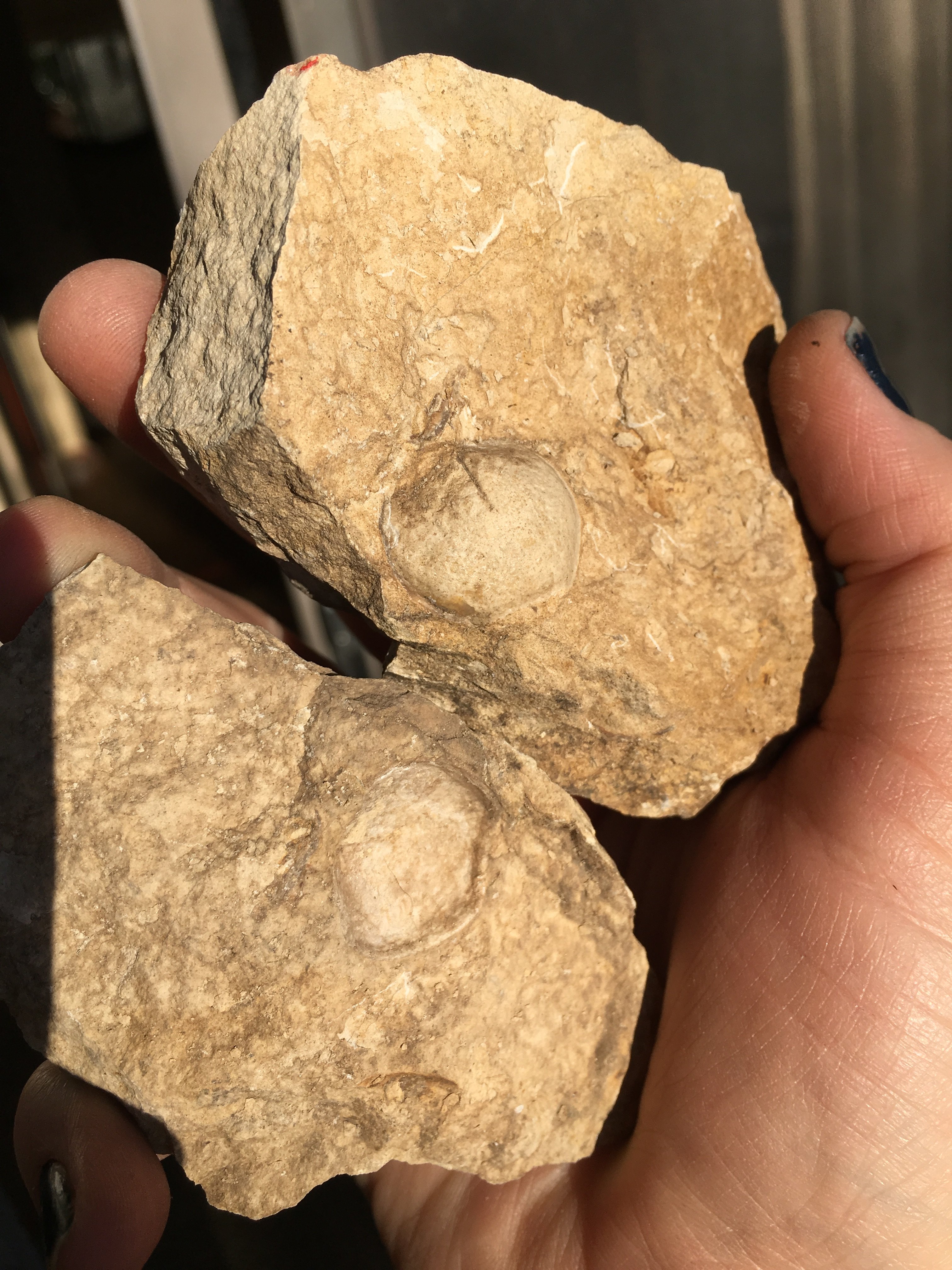 Crab carapace? - Fossil ID - The Fossil Forum
