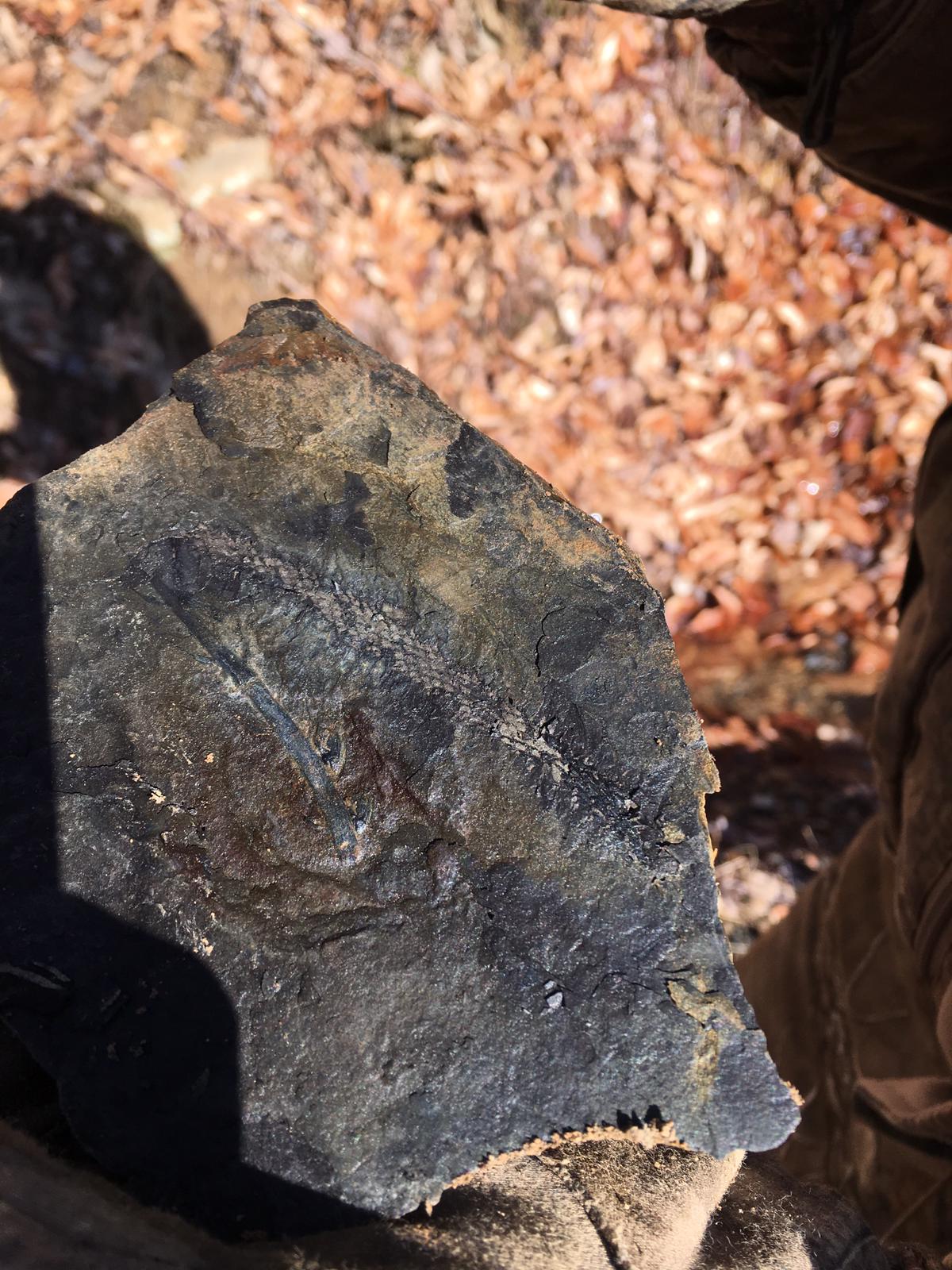 We found a hot spot! - Fossil Hunting Trips - The Fossil Forum