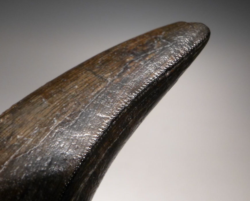 Rarity of this afrovenator tooth? - Is It Real? How to Recognize Fossil ...