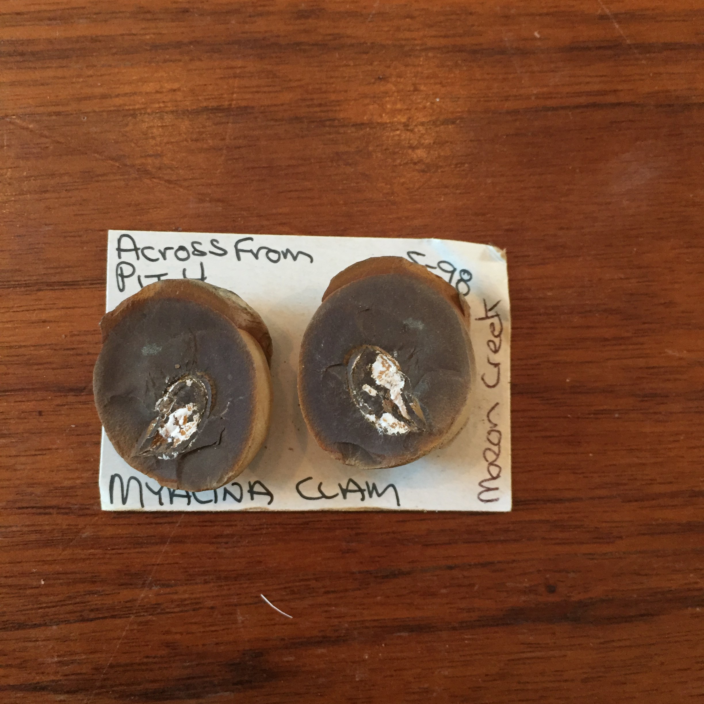Pelecypod identification - Fossil ID - The Fossil Forum