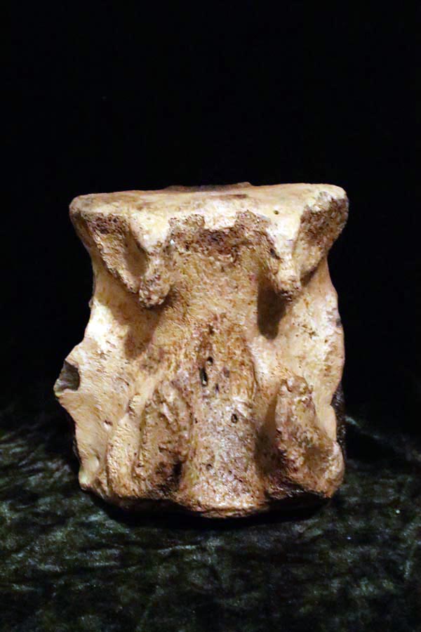 Large Whale Bone to Stabilize - Fossil Preparation - The Fossil Forum