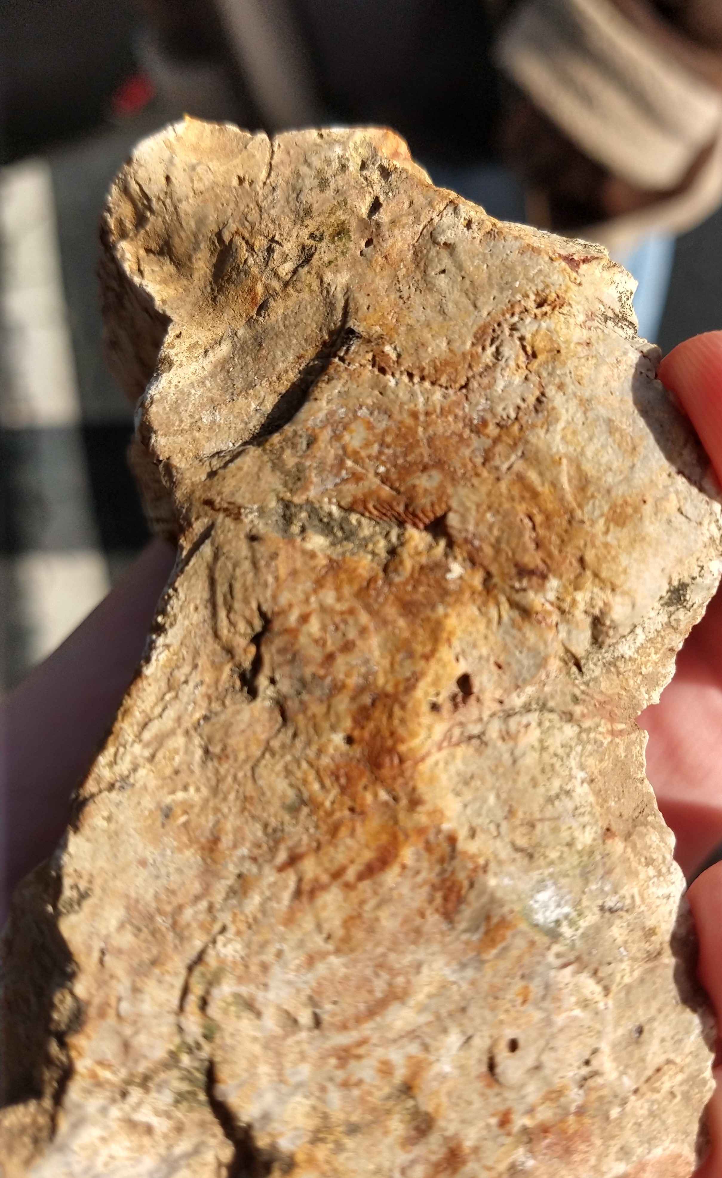 A return: Tales of my uncle's truck travels - Fossil ID - The Fossil Forum