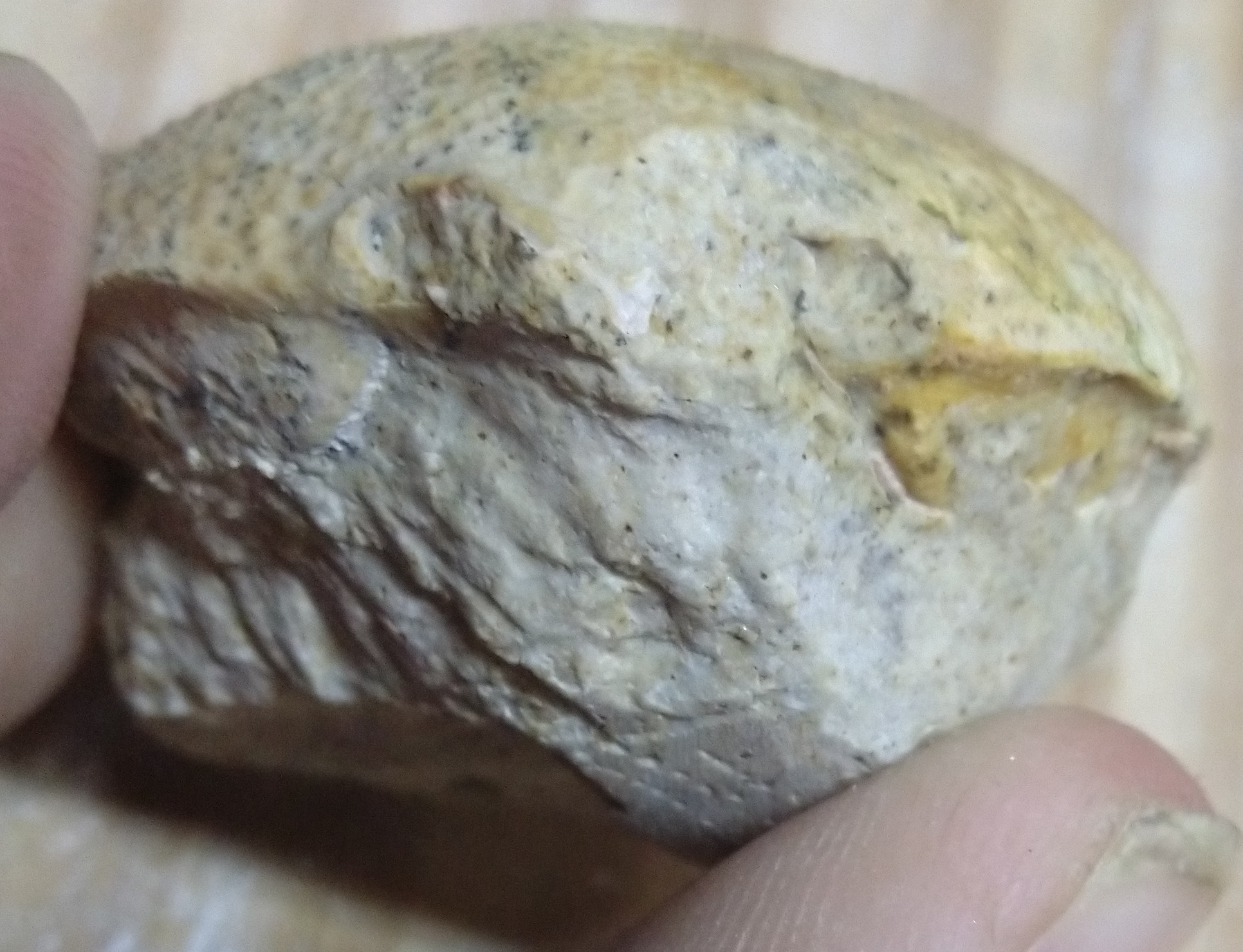 Buda formation crabs - Fossil Hunting Trips - The Fossil Forum