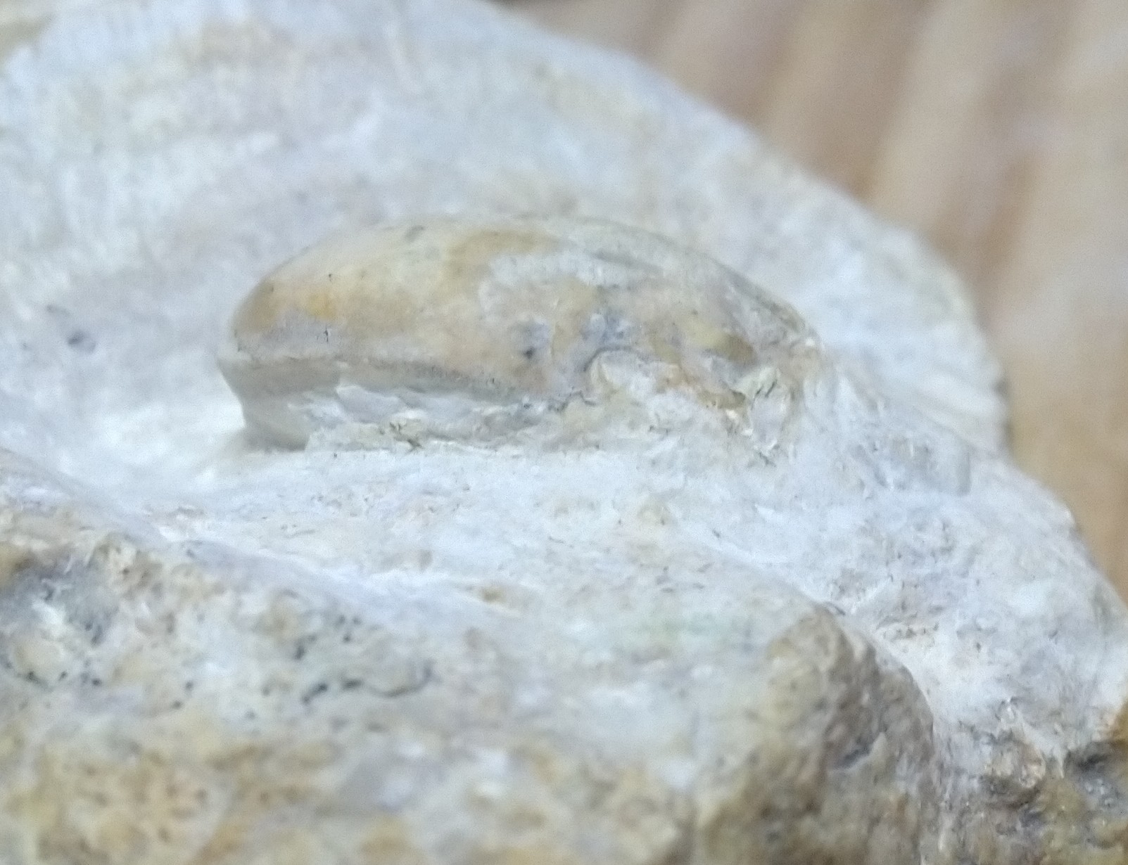 Buda formation crabs - Fossil Hunting Trips - The Fossil Forum