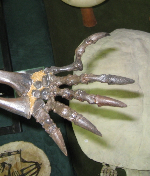 Turtle/croc claw from Morocco Phosphates - Fossil ID - The Fossil Forum