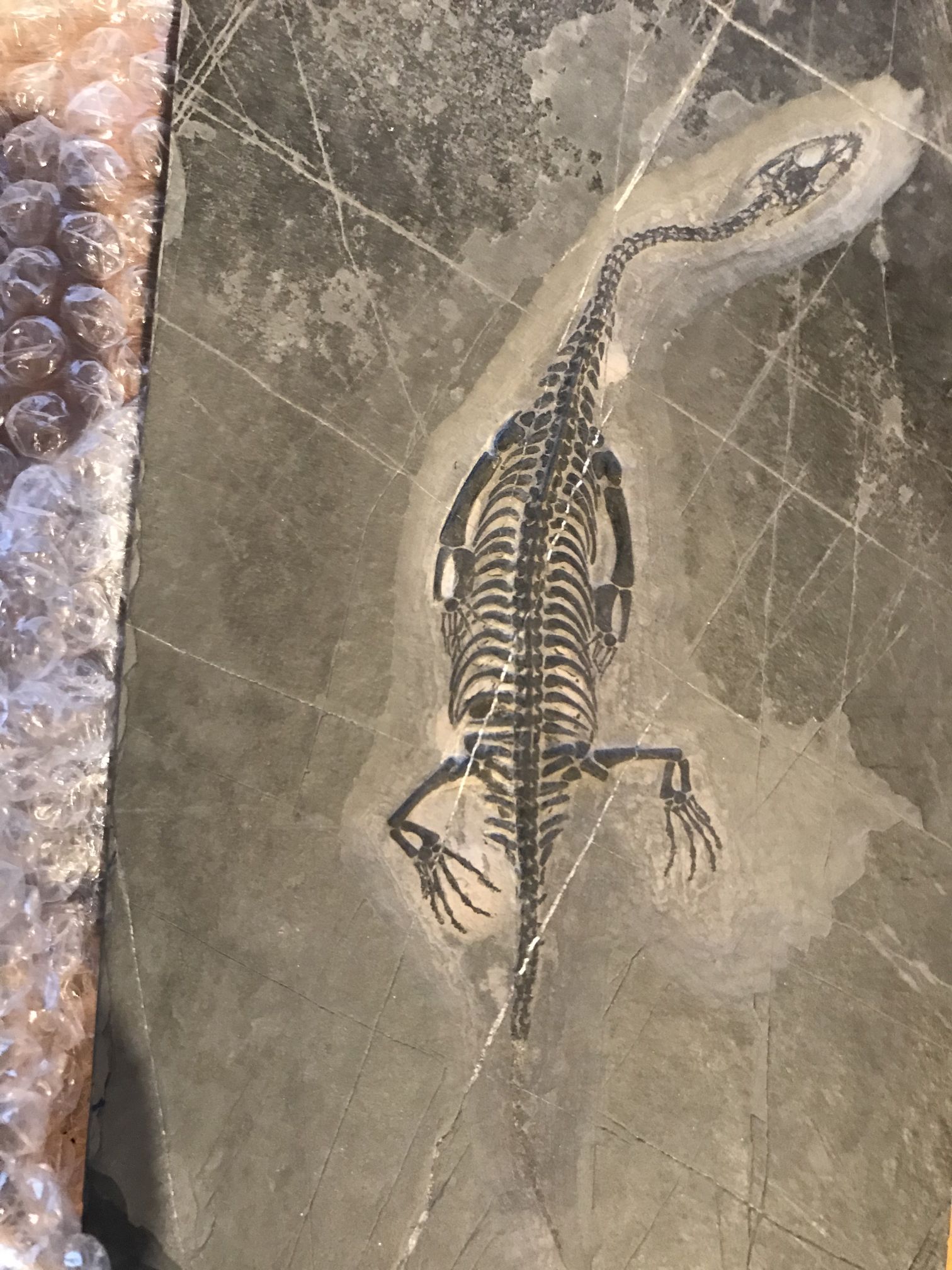 Keichousaurus - Is It Real? How to Recognize Fossil Fabrications - The ...