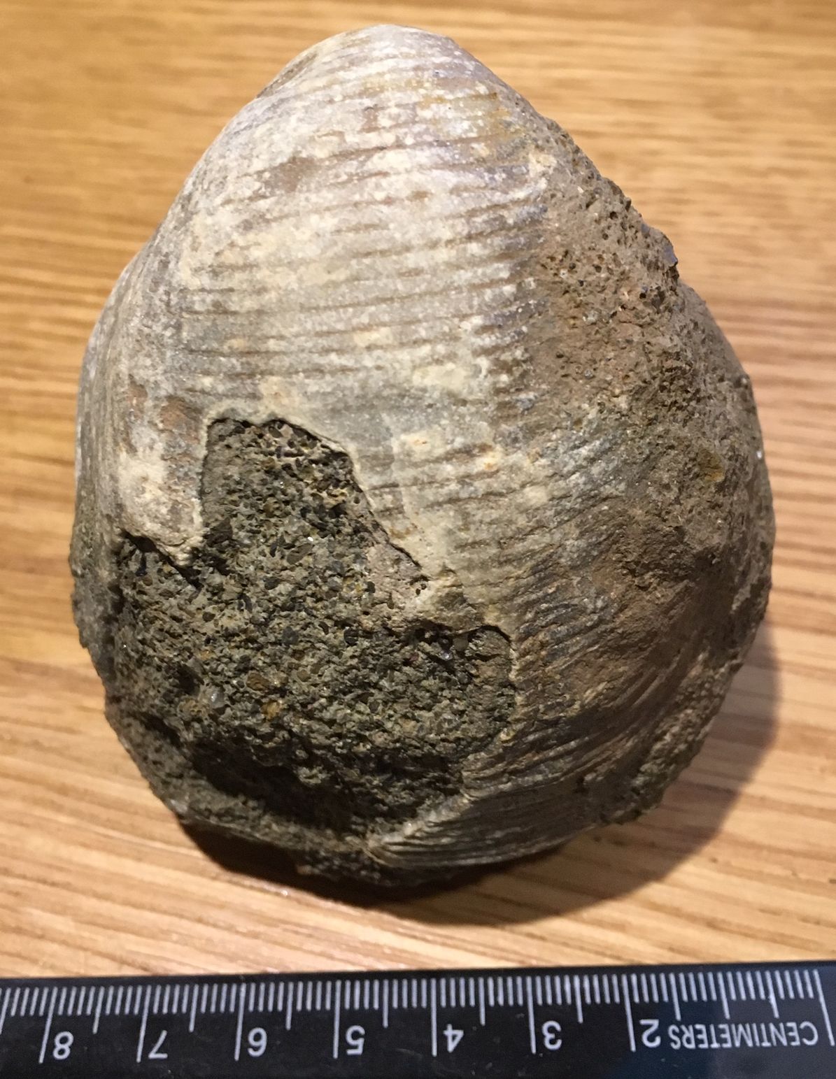 Cretaceous bivalve? - Fossil ID - The Fossil Forum