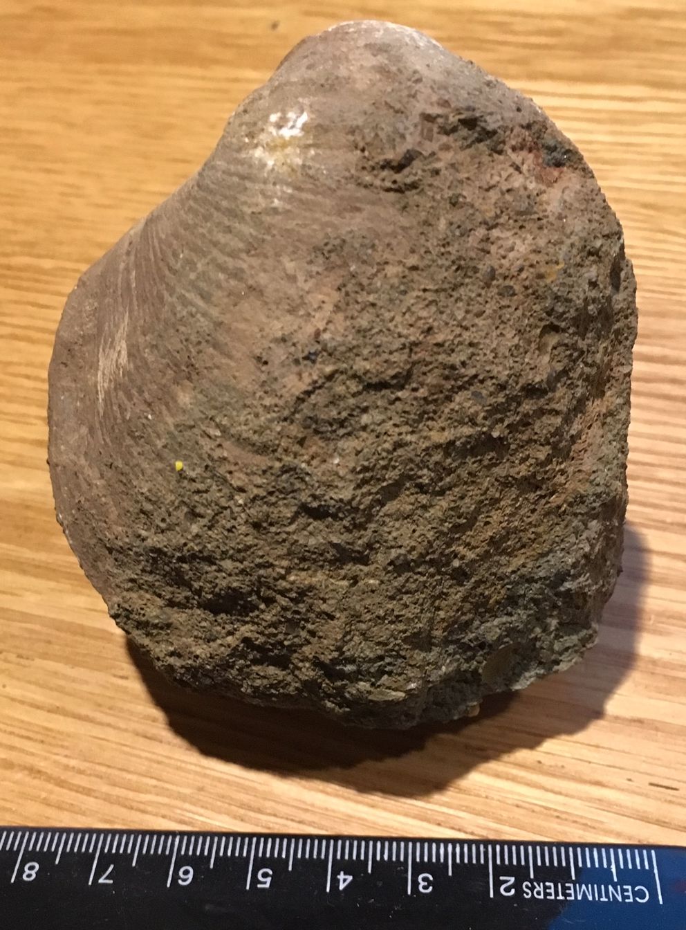 Cretaceous bivalve? - Fossil ID - The Fossil Forum