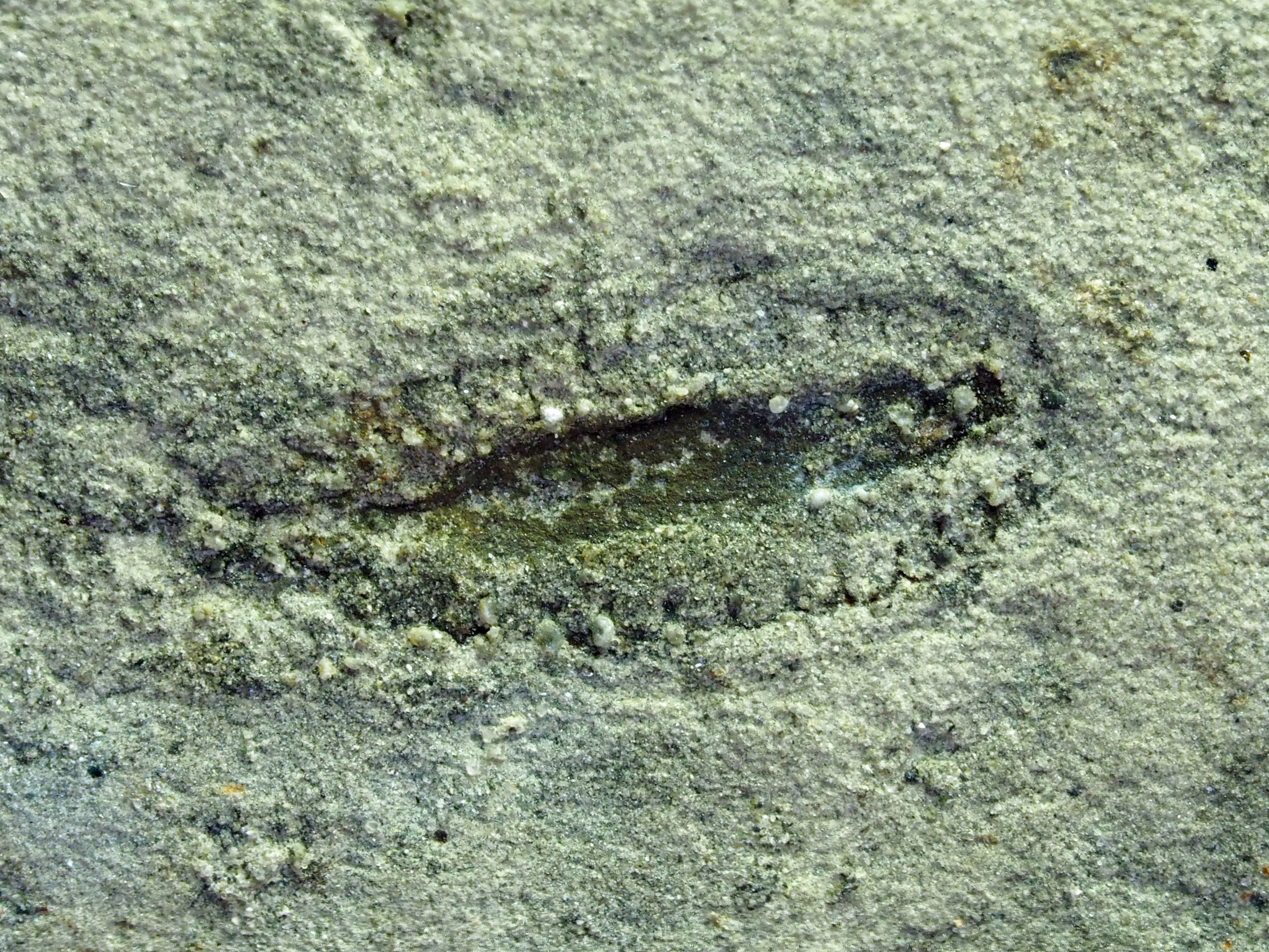 Kimberella quadrata Glaessner, 1959 - Other Invertebrates - The Fossil ...