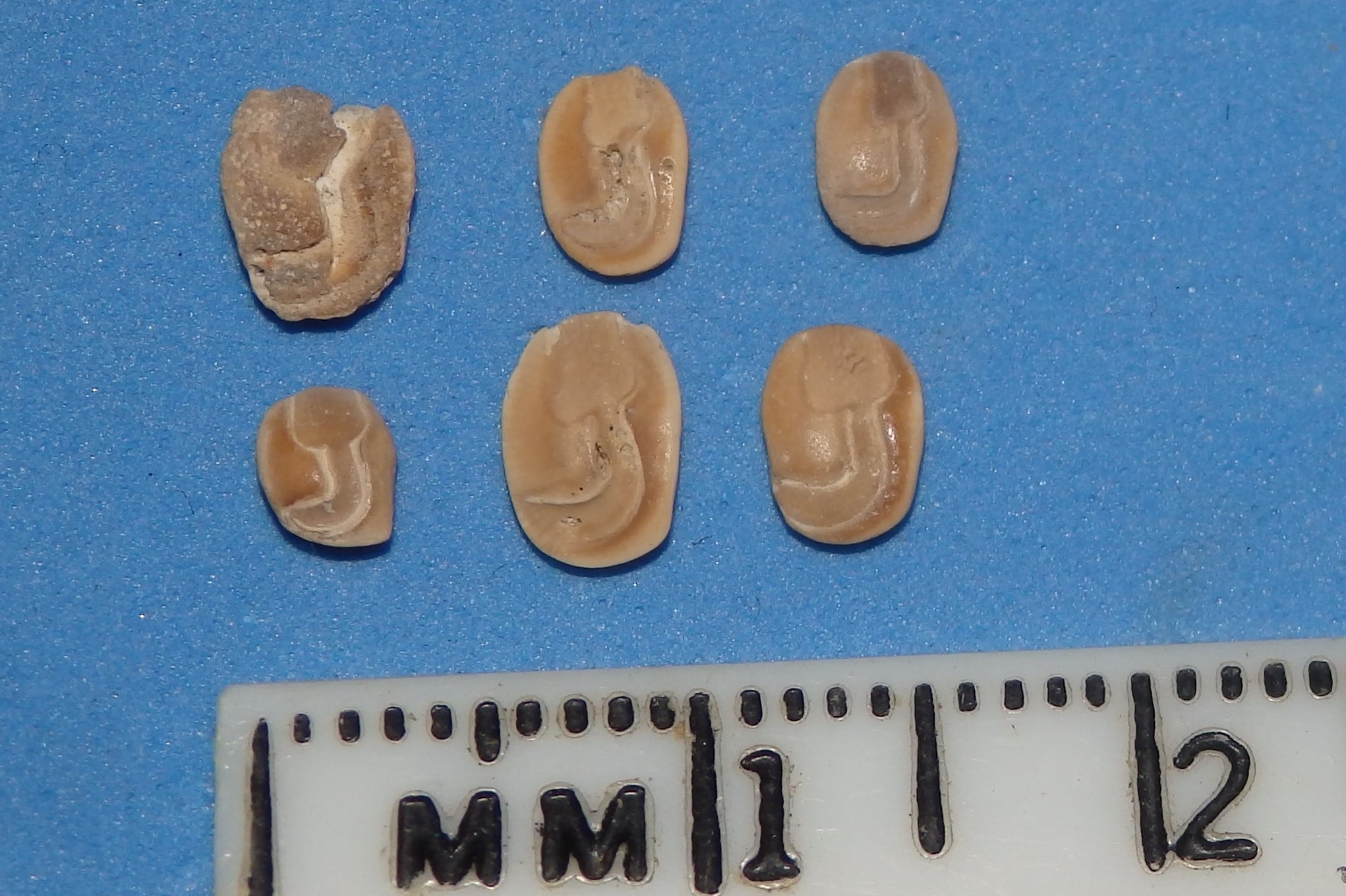 Otoliths from Calvert Cliffs - Member Collections - The Fossil Forum