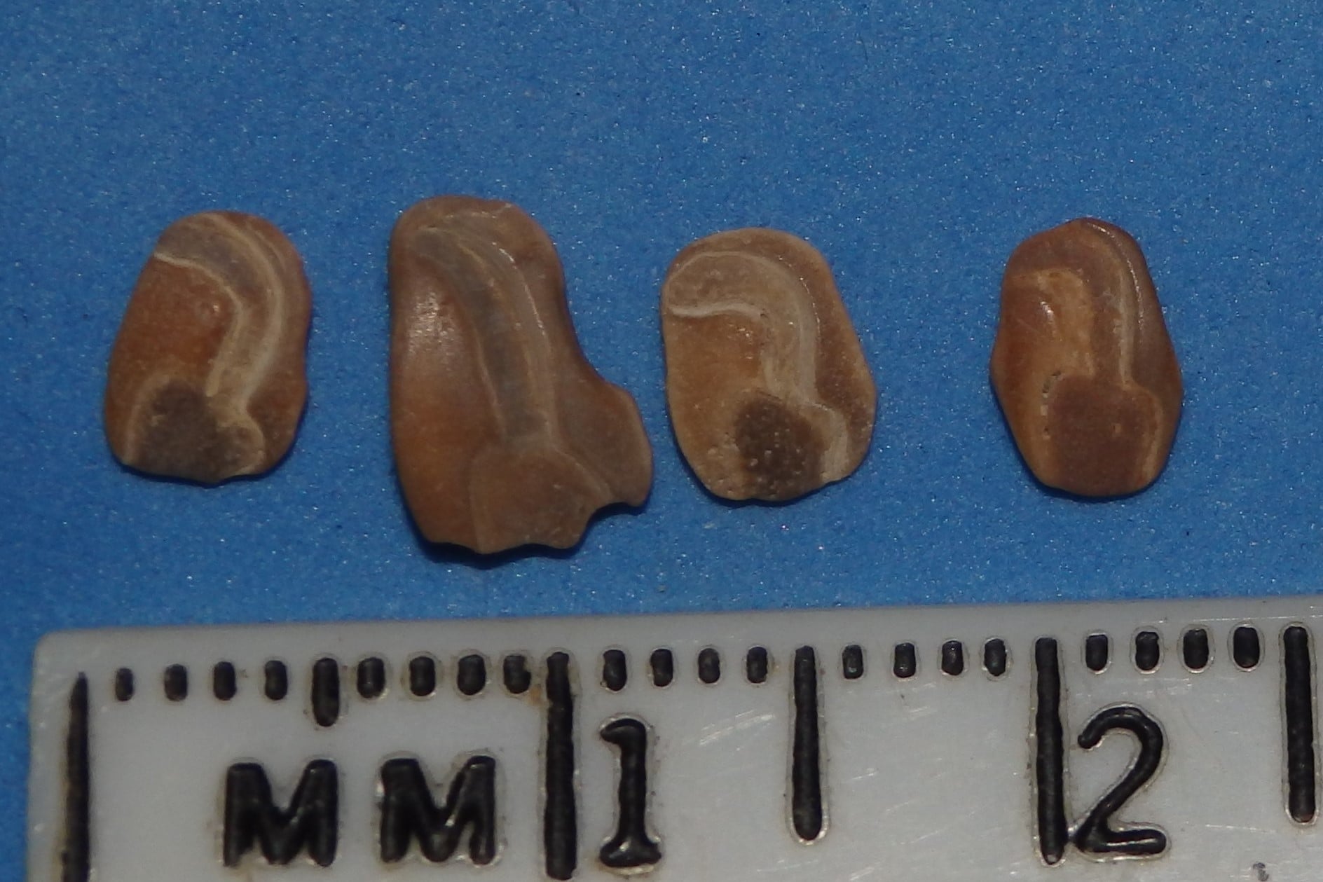 Otoliths from Calvert Cliffs - Member Collections - The Fossil Forum