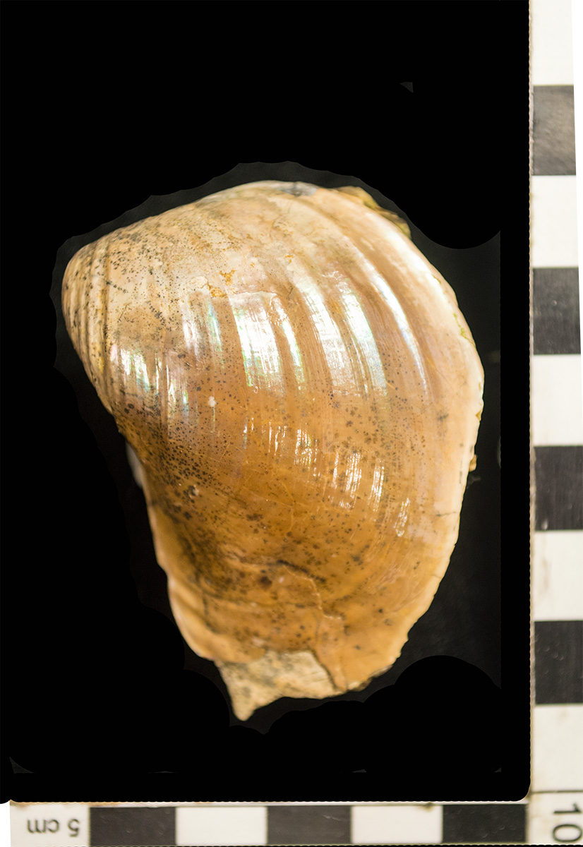 Tan colored clam from kevin member marias need ID - Fossil ID - The ...